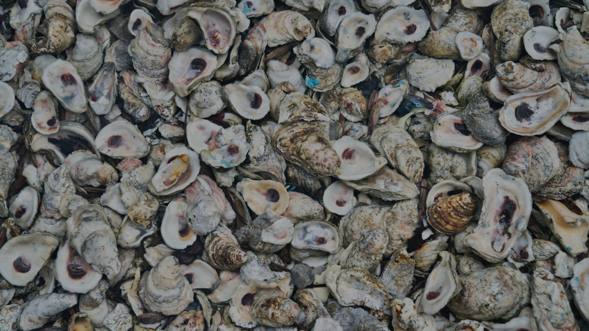 Jetty Rock Foundation Oysters - Farming, Recycling, Healing Our Waters